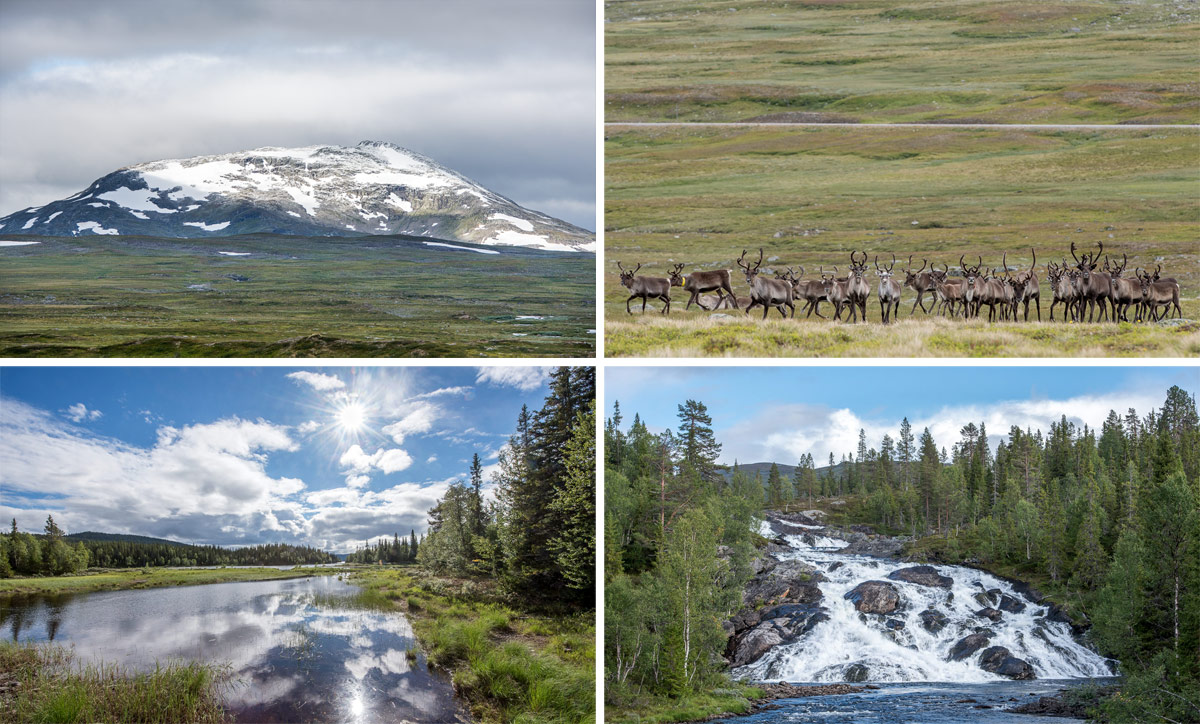 Along the Vildmarksvägen › Way up north