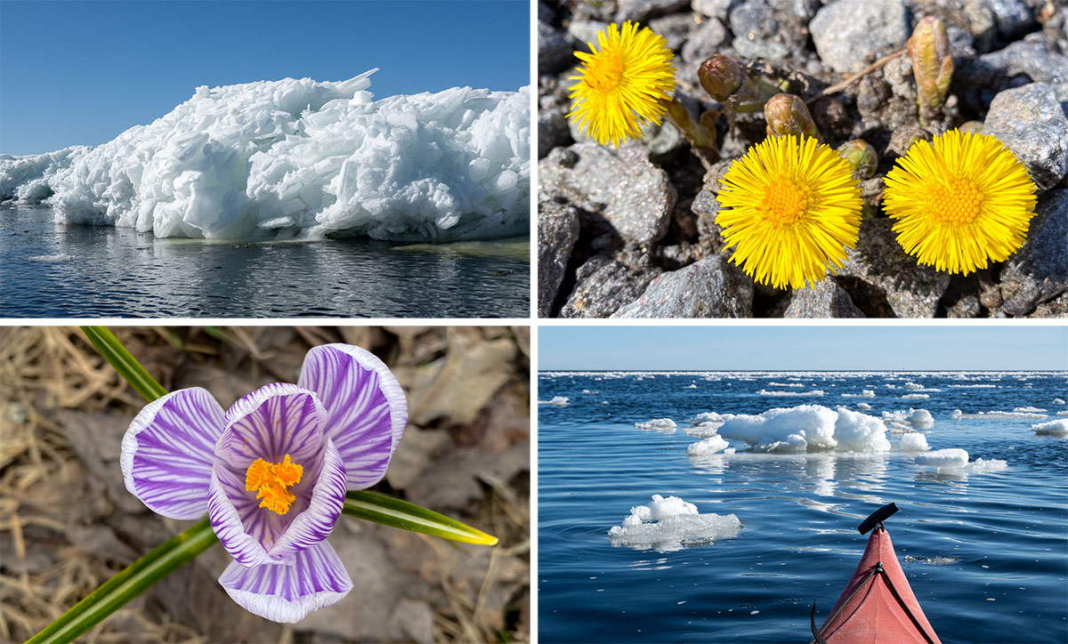 Spring winter in Obbola › Way up north